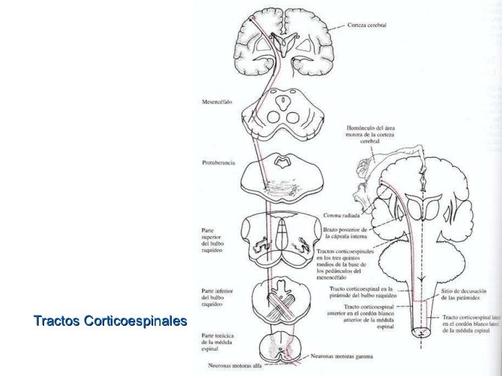 Introducción a la neuroanatomia