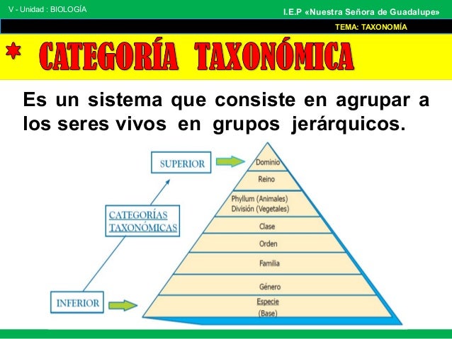 Taxonomia