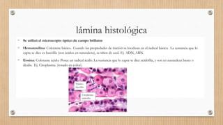 INTRODUCCIÓN AL ESTUDIO DE LA CÉLULA.pptx