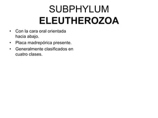 INTRODUCCIÓN+A+LOS+DEUTEROSTOMADOS.+Equinodermos.ppt