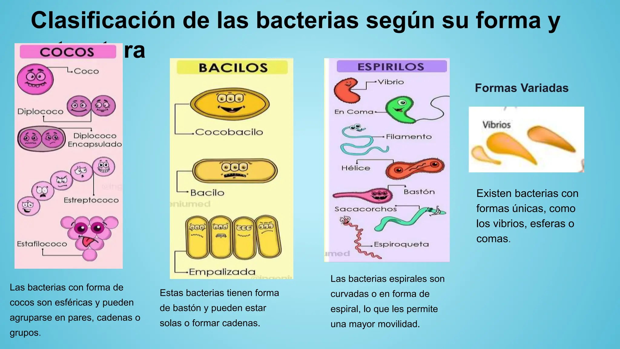 Tipos De Eubacterias