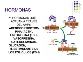 Introduccion A La Endocrinologia | PPT