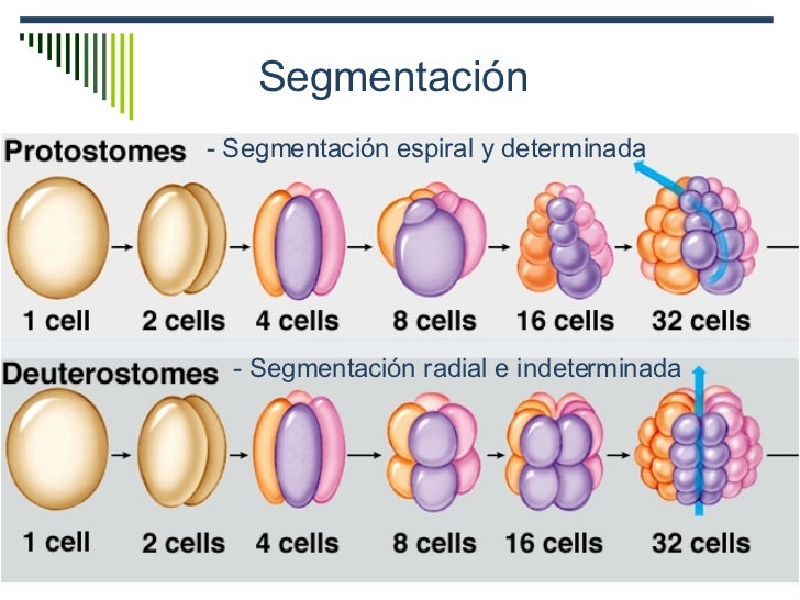 Introduccion A La Evolucion Animal