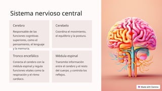 Introducción al sistema nervioso (SNC Y SNP)PPTX | PPTX