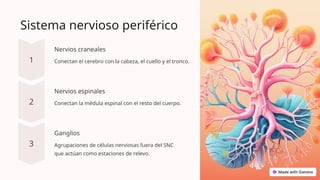 Introducción al sistema nervioso (SNC Y SNP)PPTX | PPTX