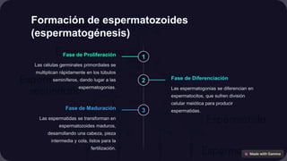 Aparatos reproductor femenino y masculino | PPTX
