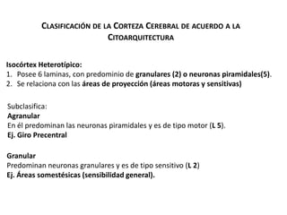 Introduccion a corteza cerebral | PPTX