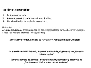 Introduccion a corteza cerebral | PPTX