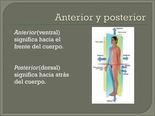 Introduccion a la anatomía | PPT