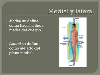 Introduccion a la anatomía | PPT