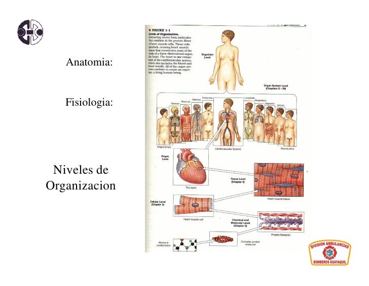 Definicin De Anatoma Y Fisiologa