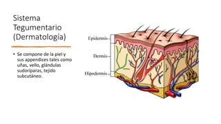 Introduccion a la anatomia.pdf