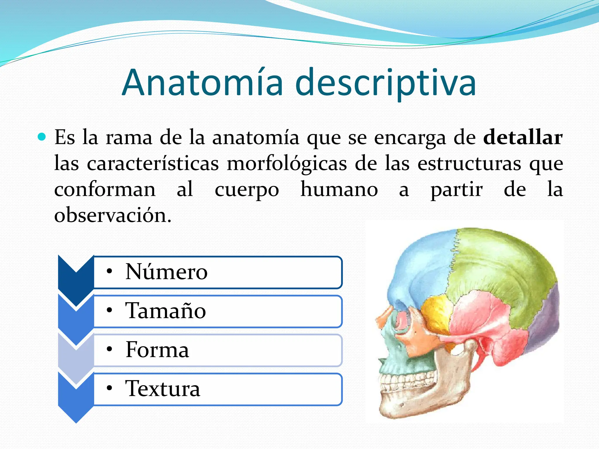 INTRODUCCION A LA ANATOMIA Y GENERALIDADES | PPTX | Biological Sciences ...