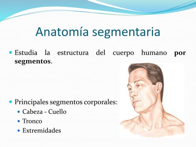 INTRODUCCION A LA ANATOMIA Y GENERALIDADES | PPTX | Biological Sciences ...