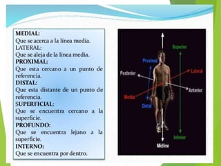 Introduccion A La Anatomia Y Fisiologia Pptx