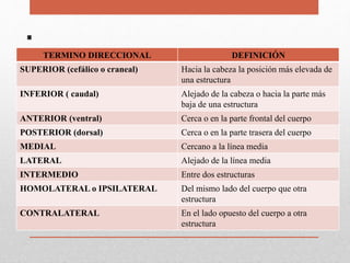 INTRODUCCION A LA ANATOMIA Y FISIOLOGIA.pptx