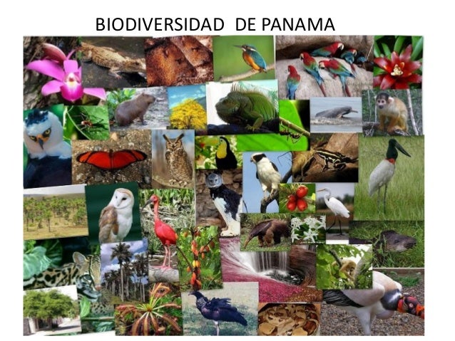 Introduccion a la biodiversidad