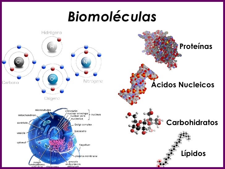 Introduccion a la bioquimica