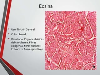 Introduccion a la Histologia medicina.pptx