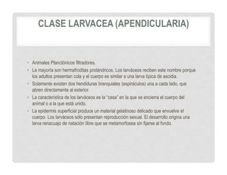 Introduccion a la zoologia de cordados | PDF