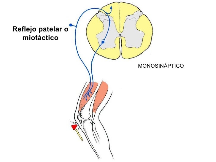 Introduccion Al Sistema Nervioso