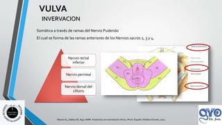 INTRODUCCIÓN GYO - ANATOMIA VUVA Y PERINE.pptx