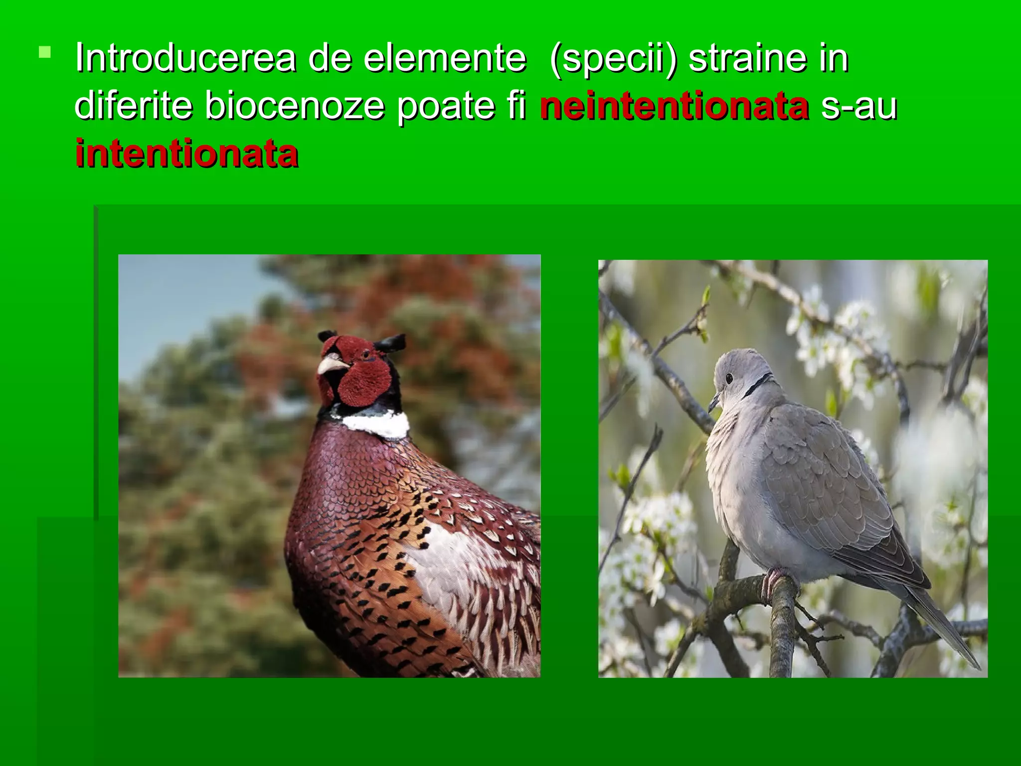 Introducereadespeciinoi necosisteme | PPT