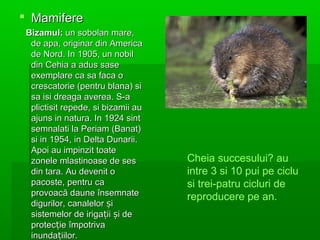 Introducereadespeciinoi necosisteme | PPT