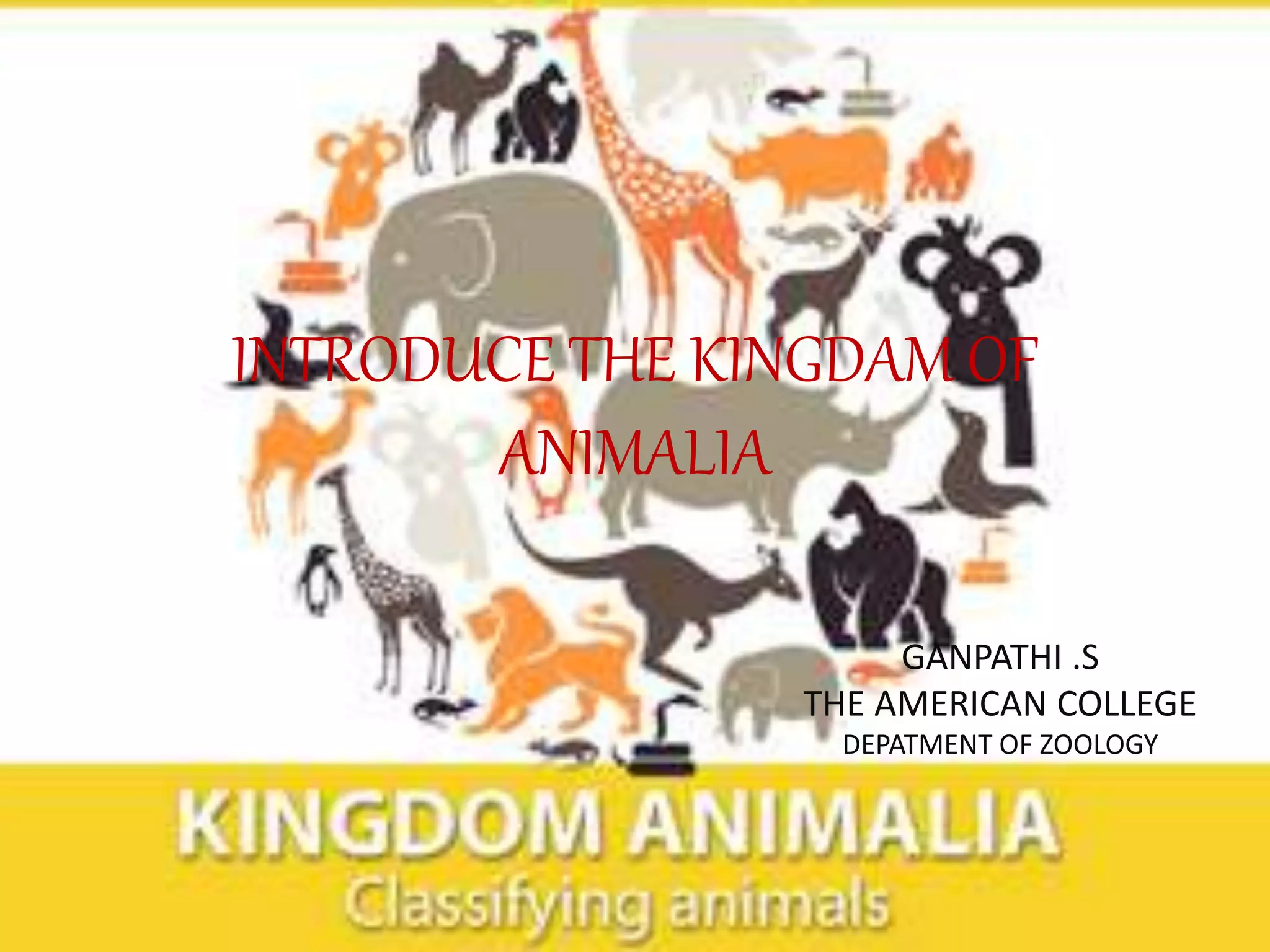 Introduce the kingdam of animalia | PPT