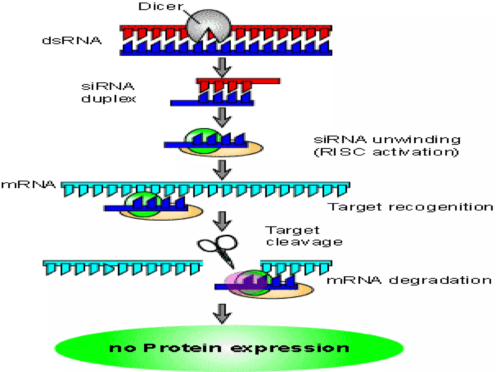 Introducing New Genes Into Crops | PPT