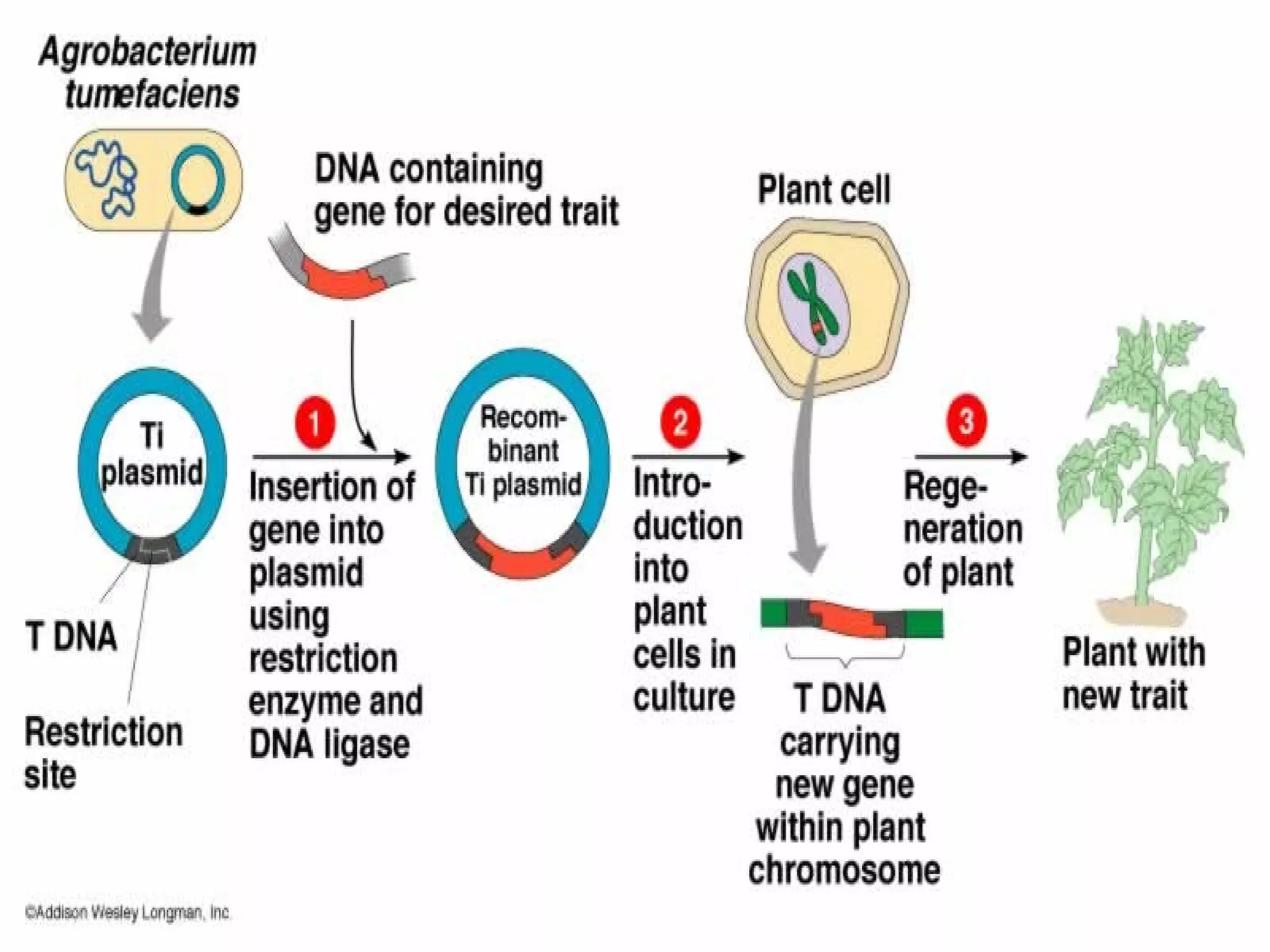 Introducing New Genes Into Crops | PPT