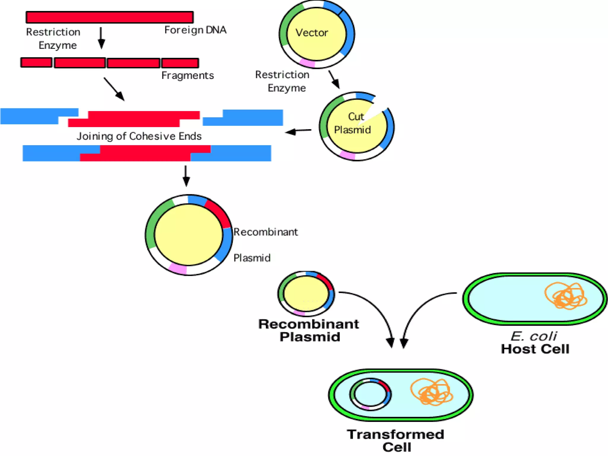 Introducing New Genes Into Crops | PPT