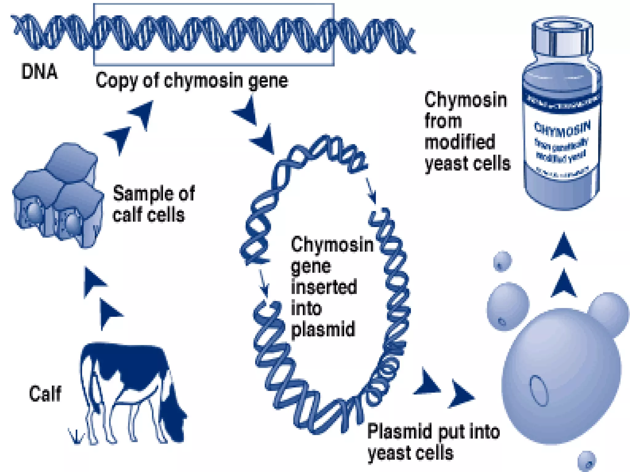 Introducing New Genes Into Crops | PPT