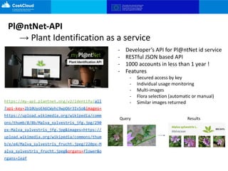Services developed by Pl@ntNet for the citizen science community | PPT