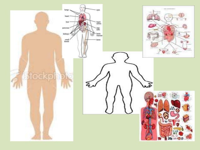 Introduction to FUNCTIONALISM | PPTX