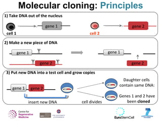 Introducing stem cells | PPT
