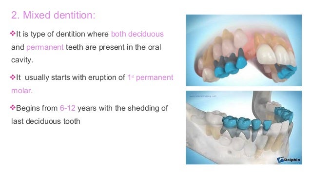 Introduction Dental Morphology 1 سماح خالد