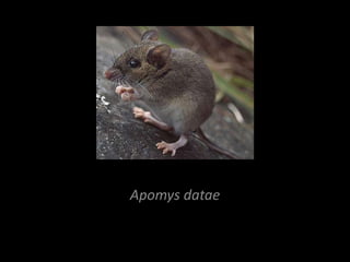 Phyloinformatics: Introduction | PPT