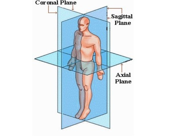 Introduction of anatomy