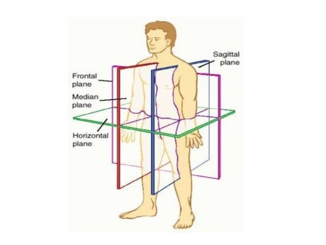 Introduction of anatomy