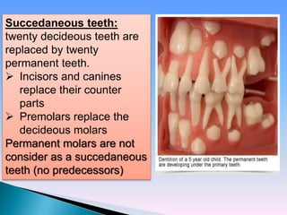 Introduction To Morphology - Definitions | PDF