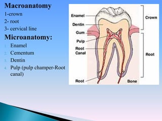 Introduction To Morphology - Definitions | PDF
