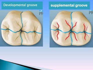 Introduction To Morphology - Definitions | PPT