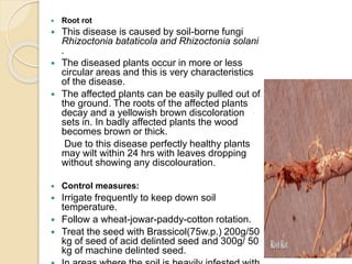 Presentation on diseases of cotton plants | PPTX