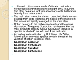 Presentation on diseases of cotton plants | PPTX