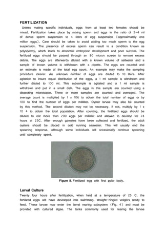Hatchery Management of Oyster, Mud crab and Mussel | DOCX