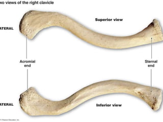 anatomy..clavicle | PPT