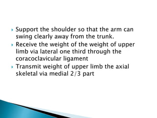 anatomy..clavicle | PPT