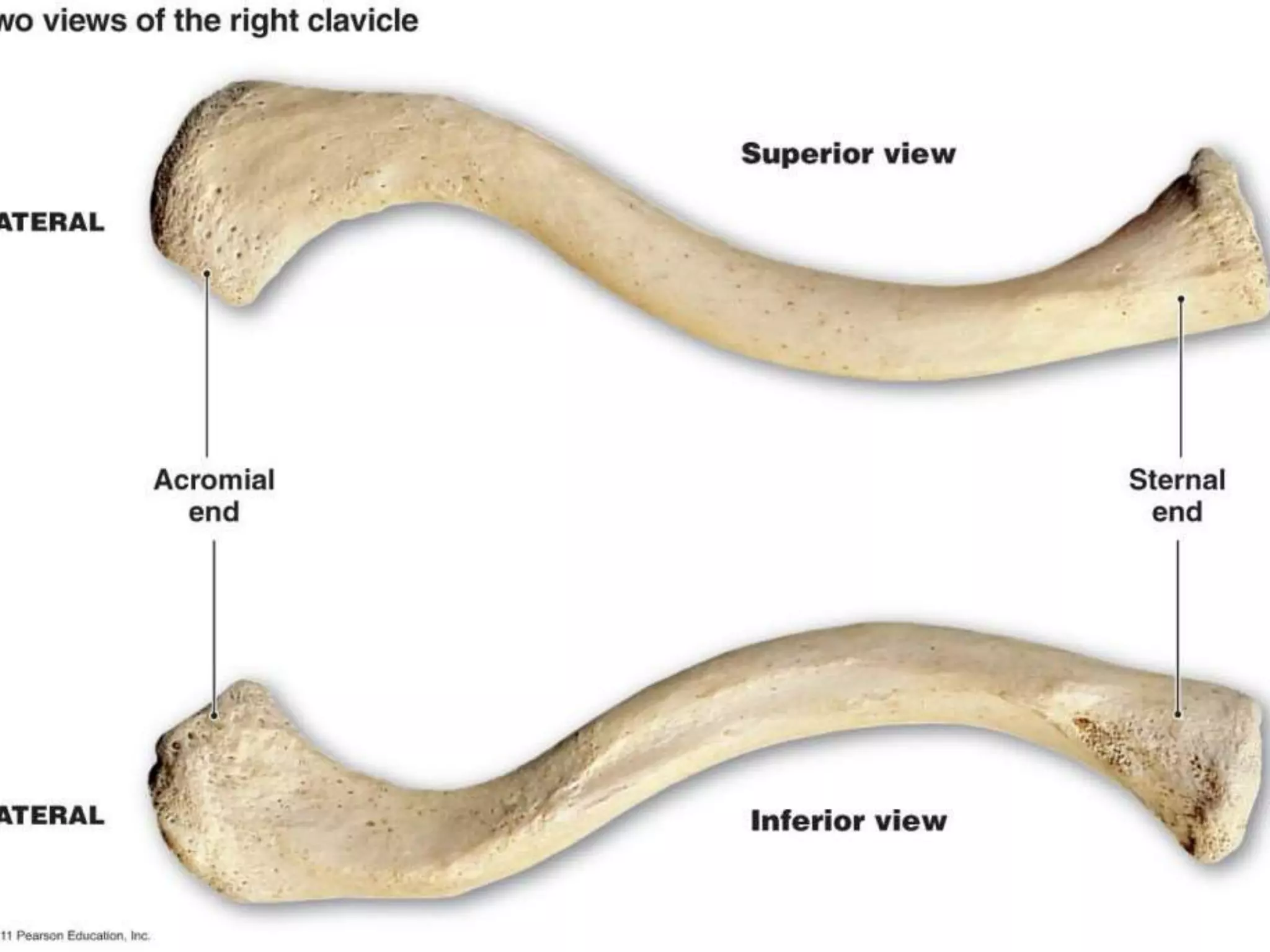 osteology of clavicle | PPTX