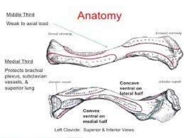 osteology of clavicle